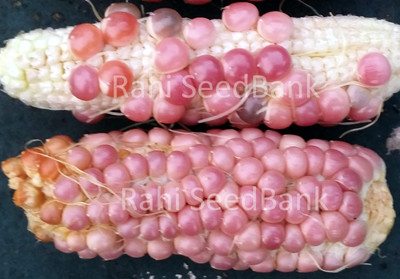Corn Pink - The Most Unusual, Rare & Gorgeous Pink Coloured Corn ...