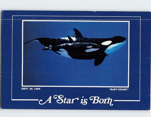 Postcard Baby Shamu A Star is Born Sea World | eBay