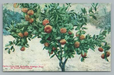 Satsuma Orange Tree "Money Makers ~ Prolific Bearers" TEXAS Gulf ...