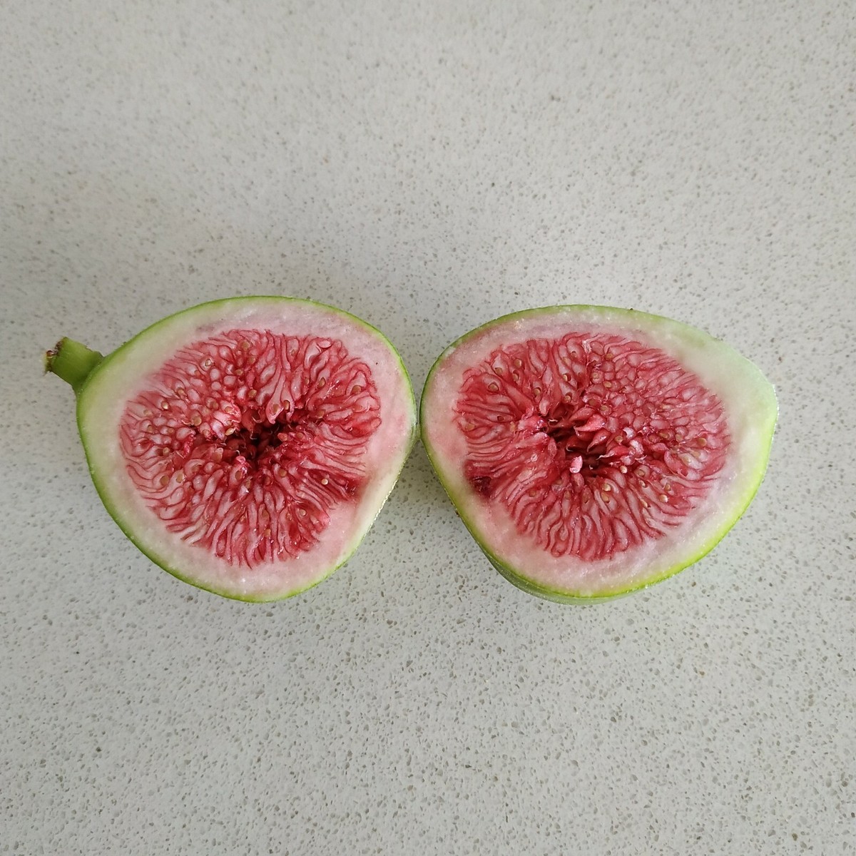 Adriatic Fig