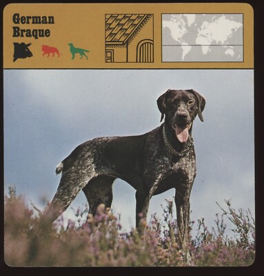 German Braque Safari Cards Rencontre Mammals Dog | eBay