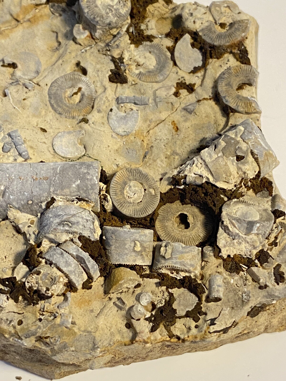 Mississippian Crinoid fossil mid/small plate Pitkin Limestone Arkansas ...