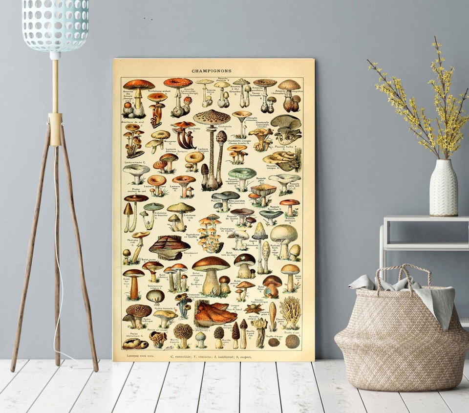 Types of mushrooms Art Wall Decor Vintage canvas or poster educational ...