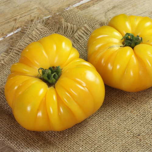 30+ CHEFS CHOICE TOMATO SEEDS -- YELLOW --------- FRESH | eBay