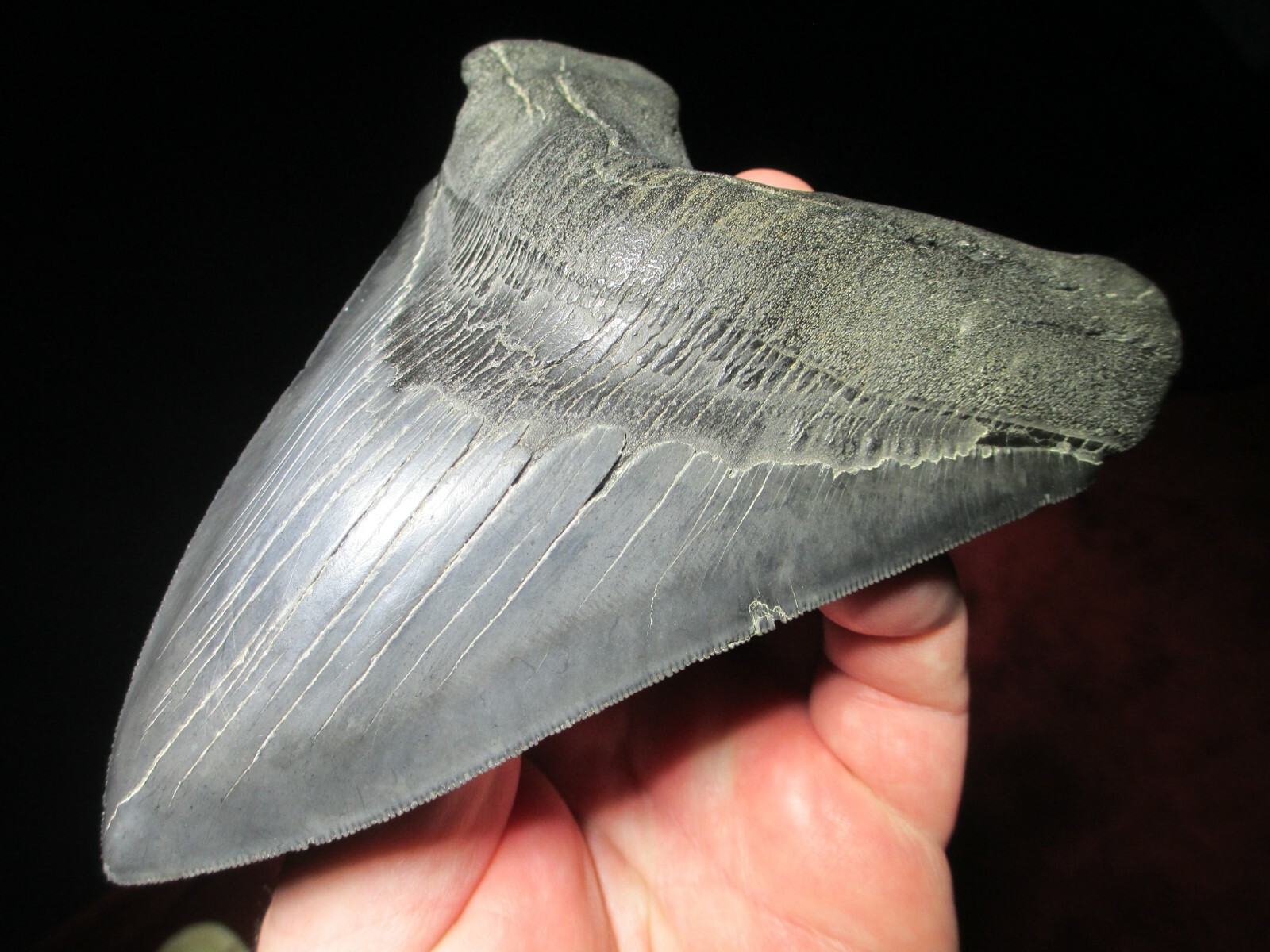 6 1/8 Inch MEGALODON SHARK TOOTH Fossil Fish Teeth MEGA SERRATED SEA ...