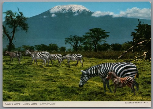 Grant's Zebra Africa Postcard postmark 1969 | eBay
