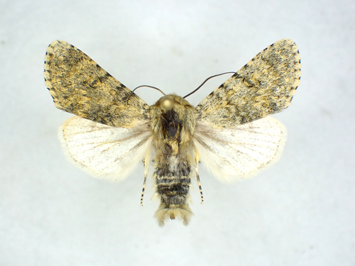 Acronicta sp. male Erebidae Noctuidae from Azerbaijan | eBay