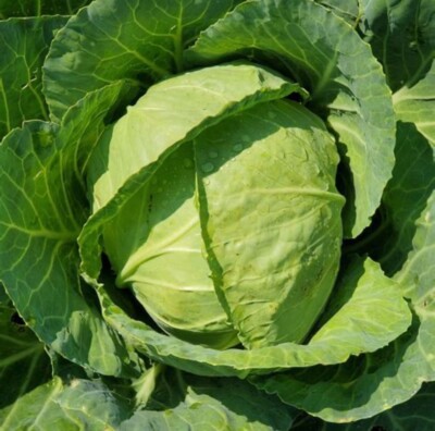 50 Cabbage Seeds, Golden Acre Cabbage Seeds | Non-GMO, Organic | eBay