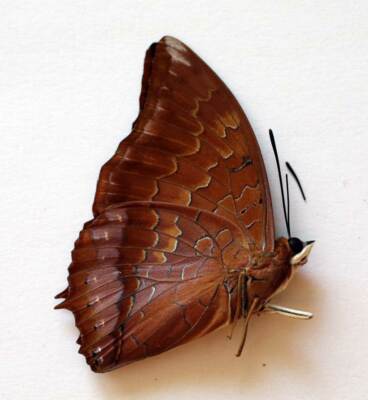 CHARAXES HARMODIUS LALANGIUS - unmounted butterfly | eBay