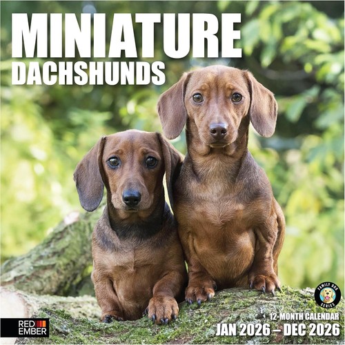Red Ember Miniature Dachshunds 2026 Wall Calendar 12-Month 12x24 Thick ...