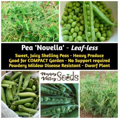 PEA (SHELLING) Novella Leafless 25 seeds-1kg HEIRLOOM vegetable garden ...