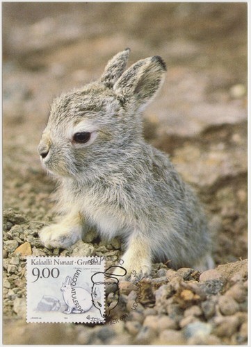 Arctic Hare Babies