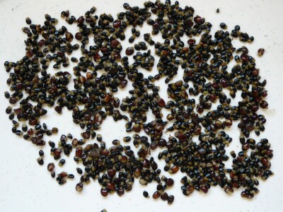 Tree Lucerne (TAGASASTE) 50+ seeds easy to grow | eBay Australia