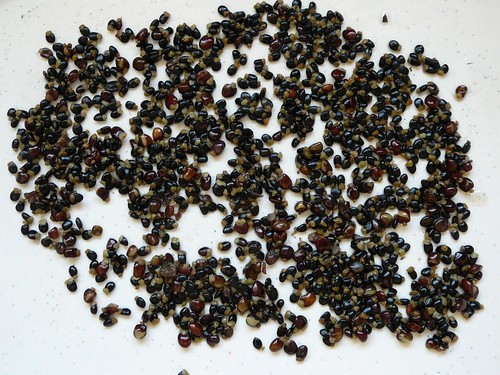 Tree Lucerne (TAGASASTE) 50+ seeds easy to grow | eBay