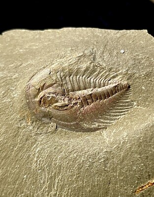 FANTASTIC ‘Redlichia mai’ Trilobite Fossil - Lower Cambrian Guanshan ...