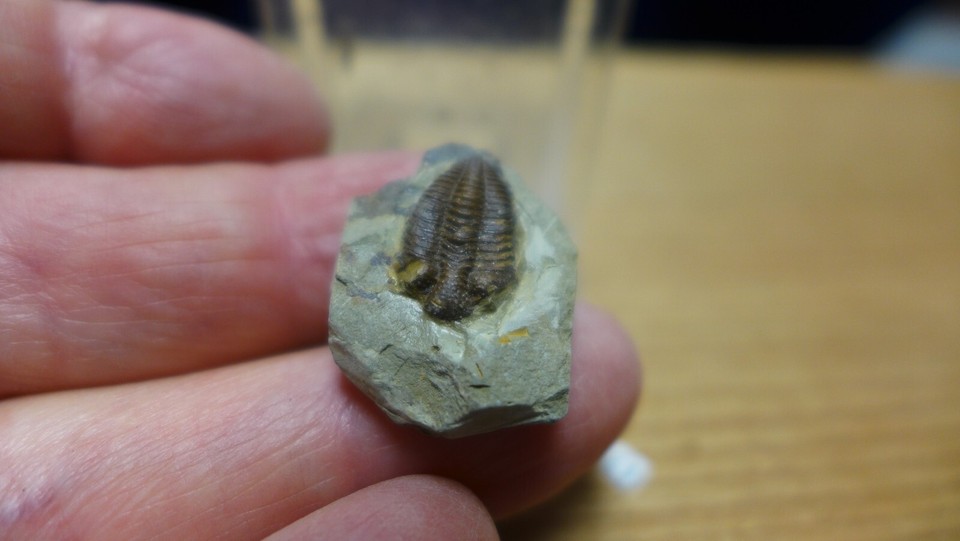 GEOLOGICAL ENTERPRISES Silurian fossil trilobite Coronocephalus rex ...