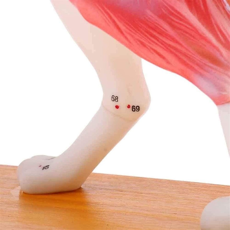 Anatomisches Hundemodell Akupunktur Anatomie Akupunkturpunktmodell Des ...