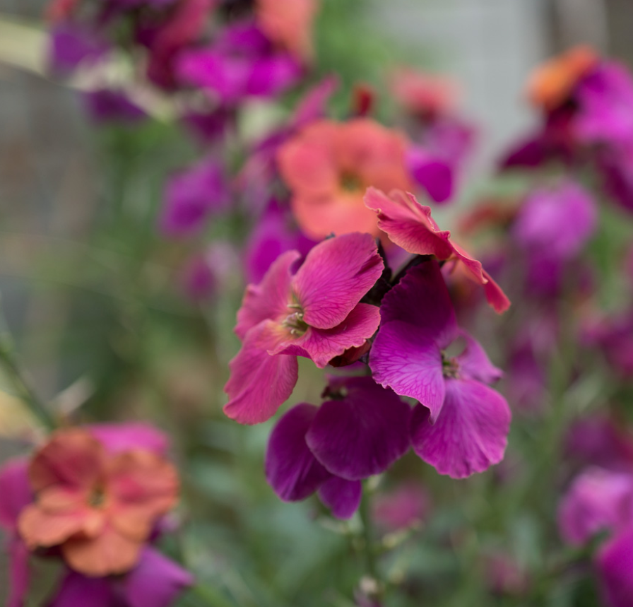 Erysimum Winter Orchid wallflower 3 x plug plants spring flower ...