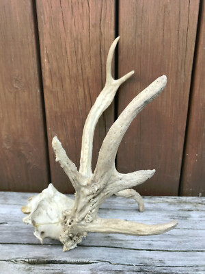 Taxidermy FREAK "Barnacle Buck" 4 X 3 Antlers W/T DEER Log Cabin ...