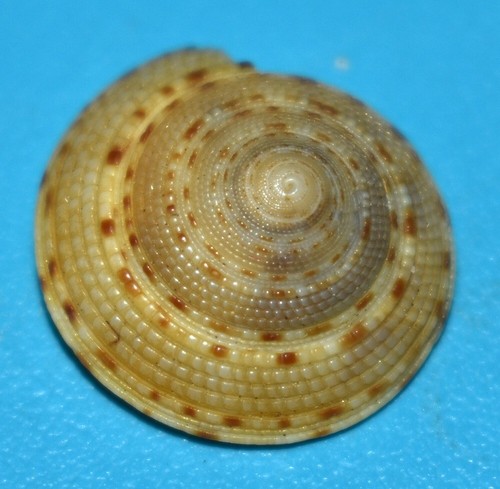 SEA SHELL - COQUILLAGES - ARCHITECTONICIDAE - ARCHITECTONICA PROESTLERI 19.30mm | eBay