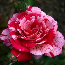 30Pcs Black Dragon Rose Bush Flower Rare Seeds Decor Plant Seeds for ...