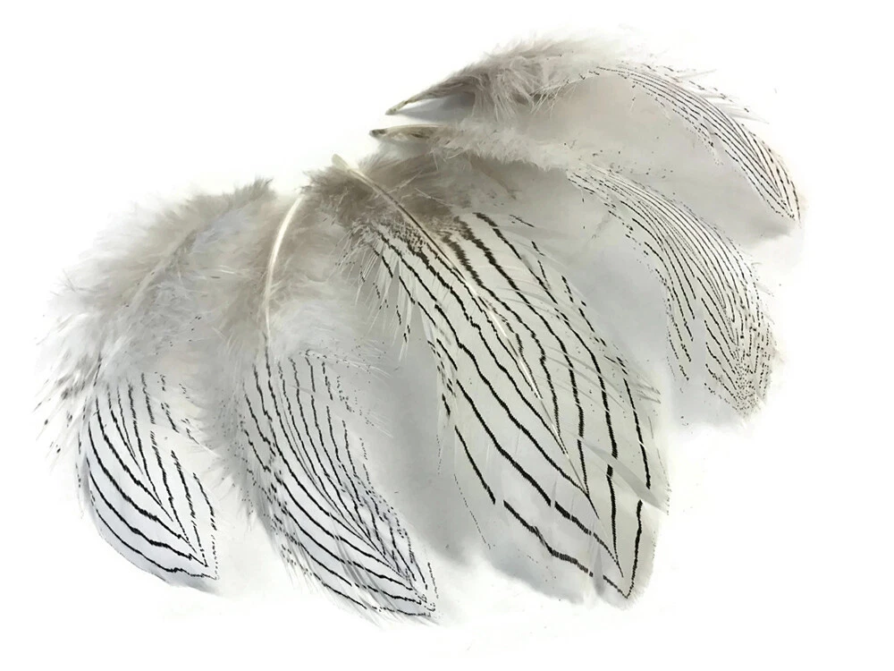 Silver Pheasant Feathers