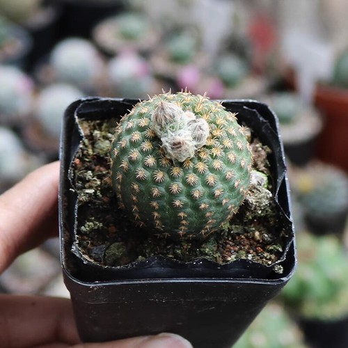 Cactus Succulent Plant Frailea pygmaea Home Garden Beautiful Plant 2 ...