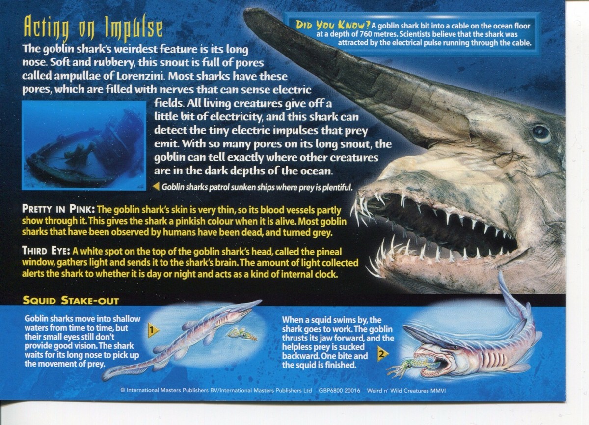 Goblin Shark Kaiju By If You Could Choose A Animal To Create A New