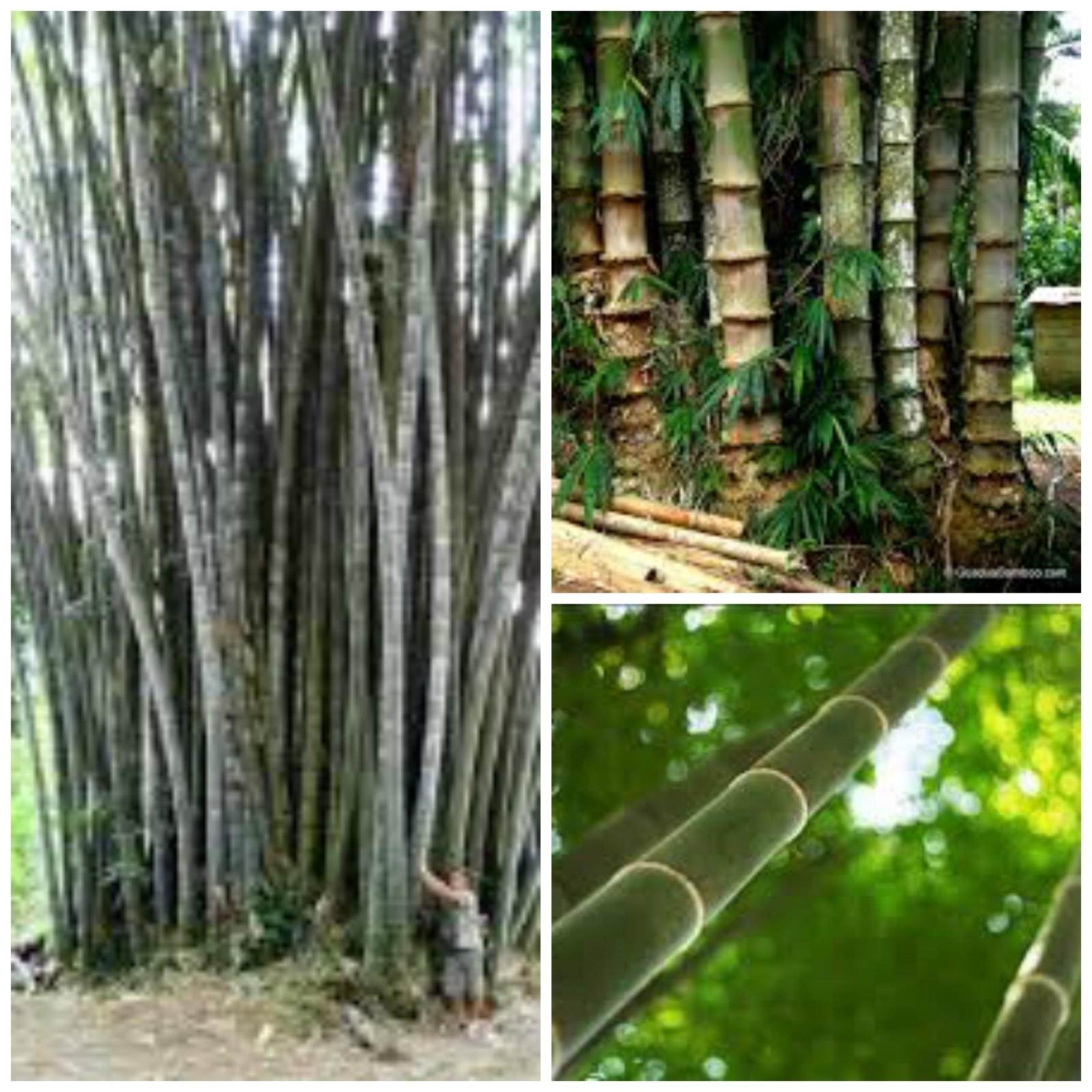 100 semi di Dendrocalamus strictus "Bambù gigante",seeds - | eBay