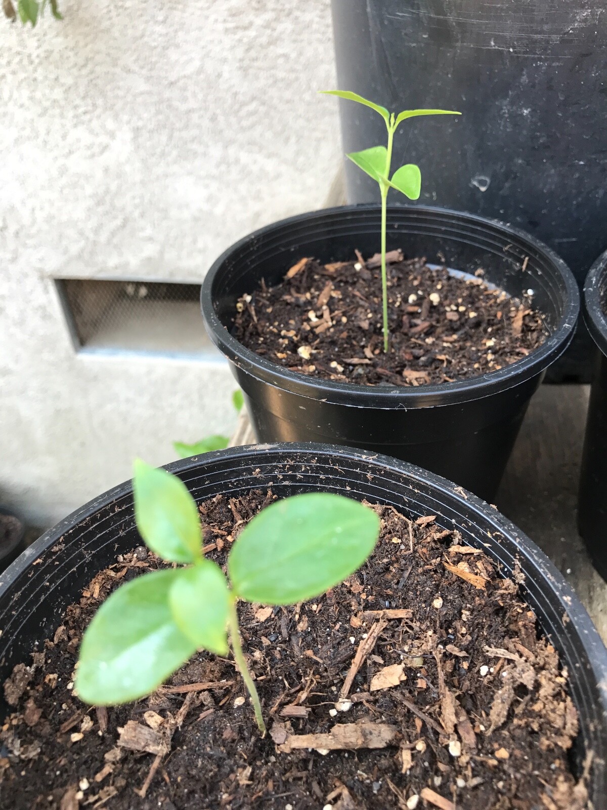 50 SEMILLAS DE LOROCO (FERALDIA PANDURATA)TAMALES PUPUSAS-LOROCO SEEDS ...