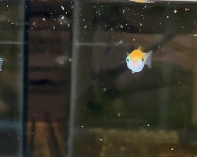 6 Orange Sparkle Medaka Rice Fish 1/2" or larger Tank Raised Free ...