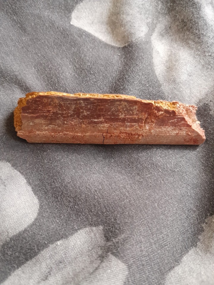 Rare Alanqa Saharica Cretaceous Pterosaur Beak Fossil- Kem Kem, Morocco ...