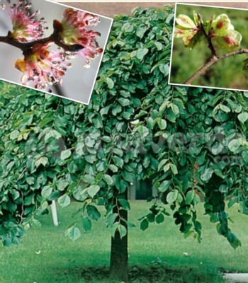 25+ Elm Tree Seeds (Ulmus americana) Organic, Heirloom Harvested 03/ ...