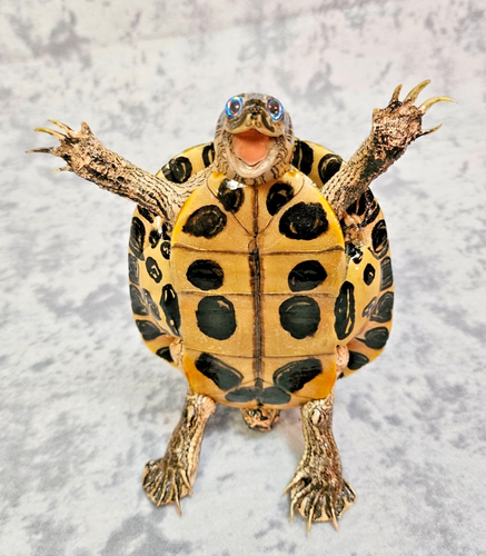 Real Turtle Taxidermy- Happy Happy Turtle | eBay