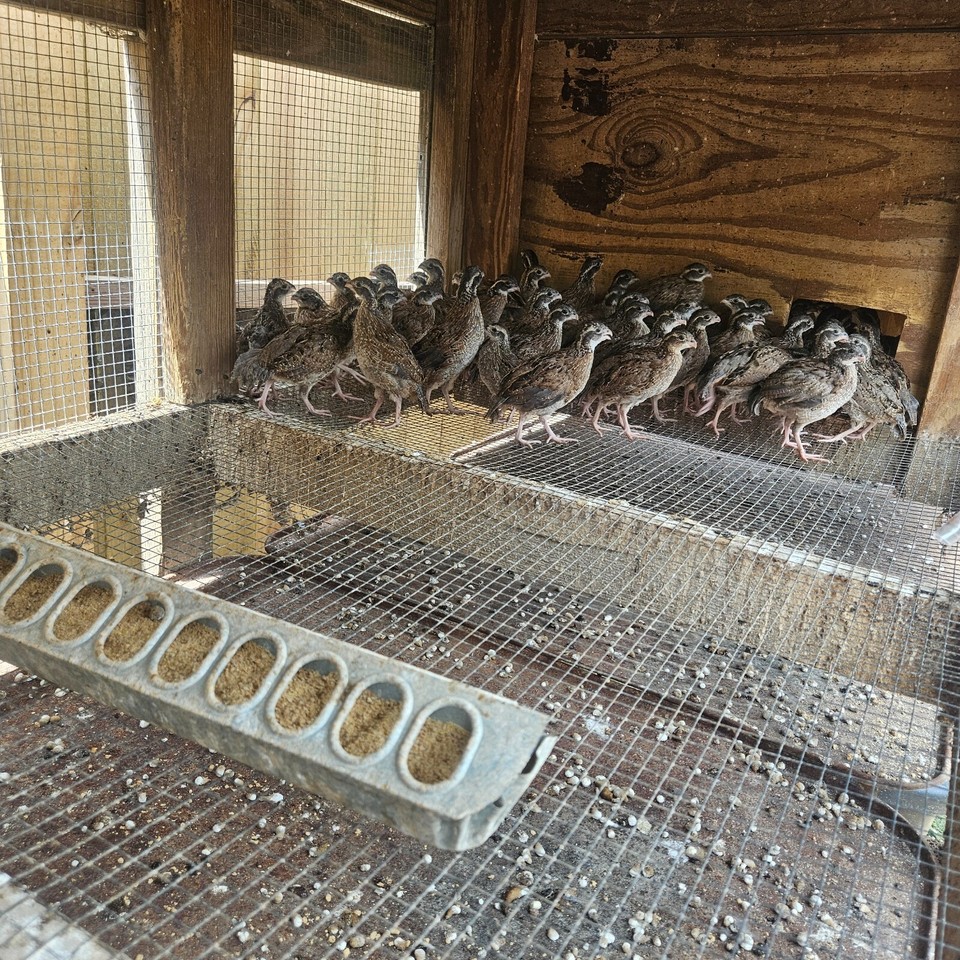 15 + Georgia Giant Bobwhite Quail Fertile Hatching Eggs (Ships free) | eBay