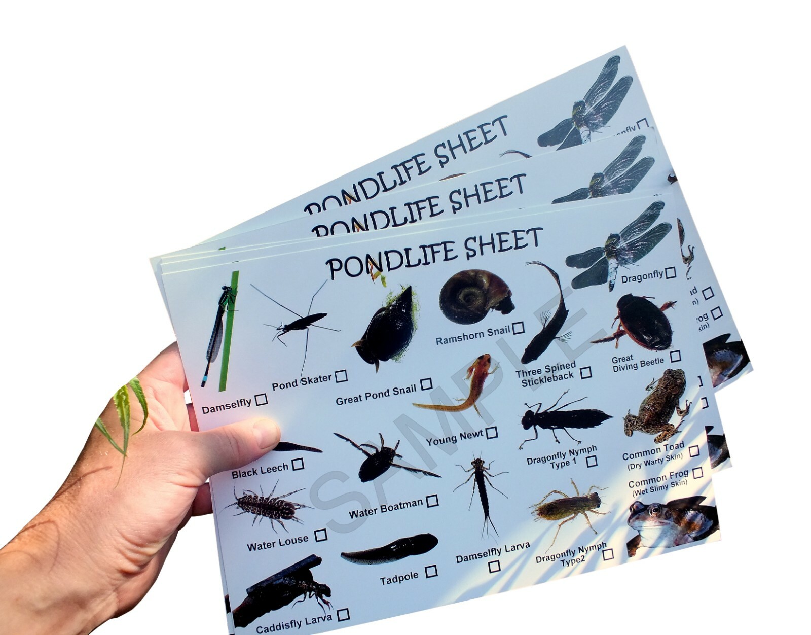 Mega Mini-beast,Pond Dipping Kits Including,Bug Pots,Dipping Nets,Pooters etc | eBay UK