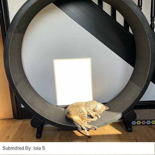 One Fast Cat Exercise Wheel Cat Treadmill - Black for sale online | eBay