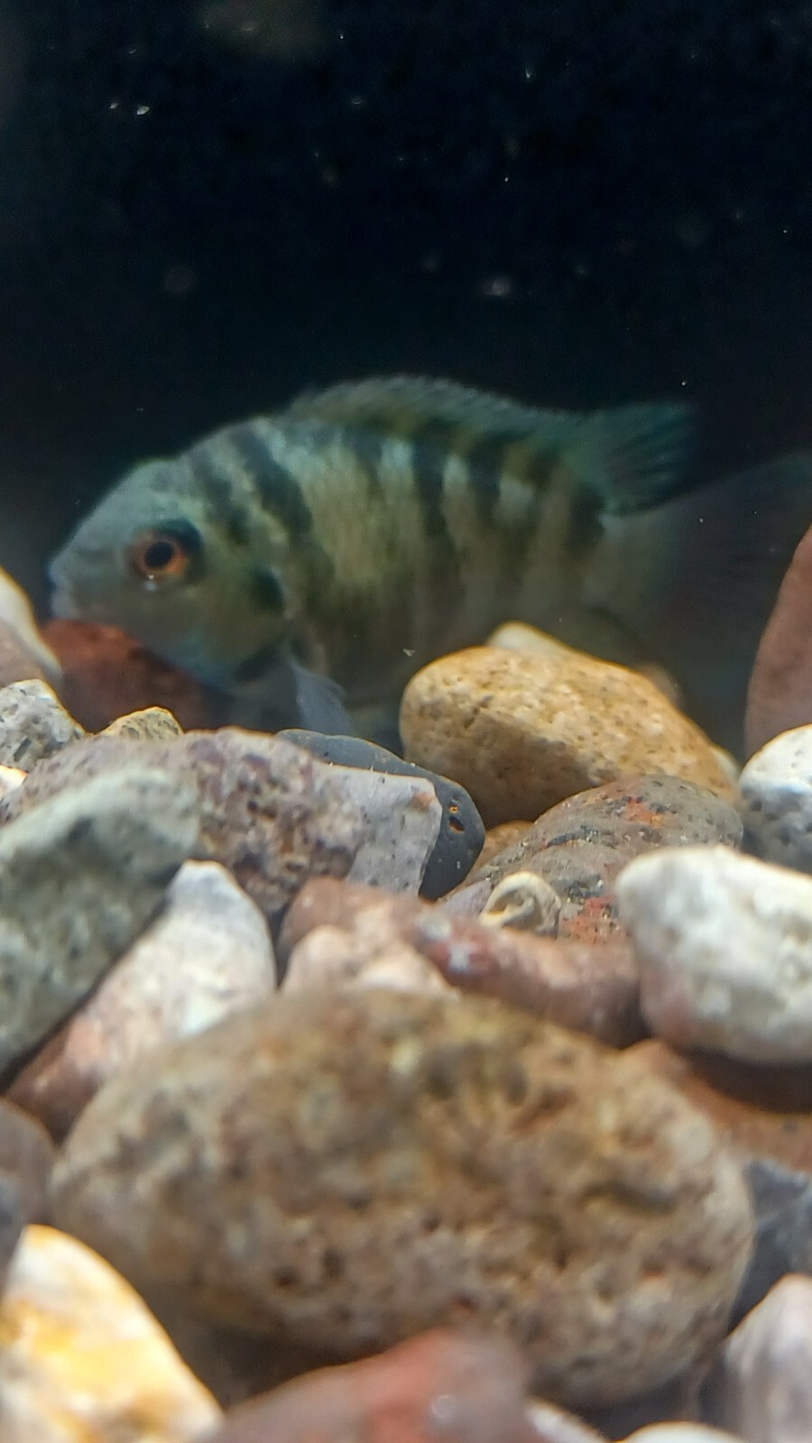 3 pack Dwarf polar blue parrot cichlids live fish the Frenchie of the ...