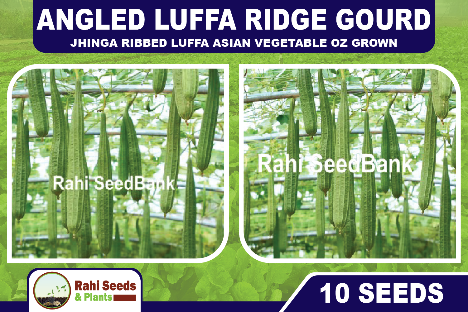 Angled luffa 10 Seeds Ridge Gourd Jhinga Ribbed Luffa Asian Vegetable ...