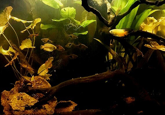 Leaves Catappa Dried Kottamba Ceylon Terminalia Natural Kottan Almond ...