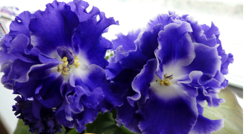 African Violet EK-Spring Thunder, starter plant. | eBay