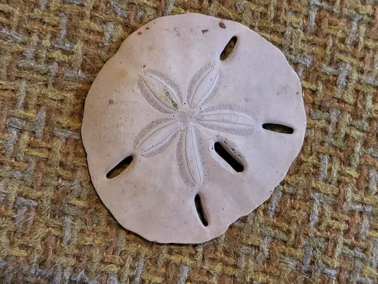 Vintage 2 1/4" Keyhole Sand Dollar Beach Wedding Crafts Decor | eBay