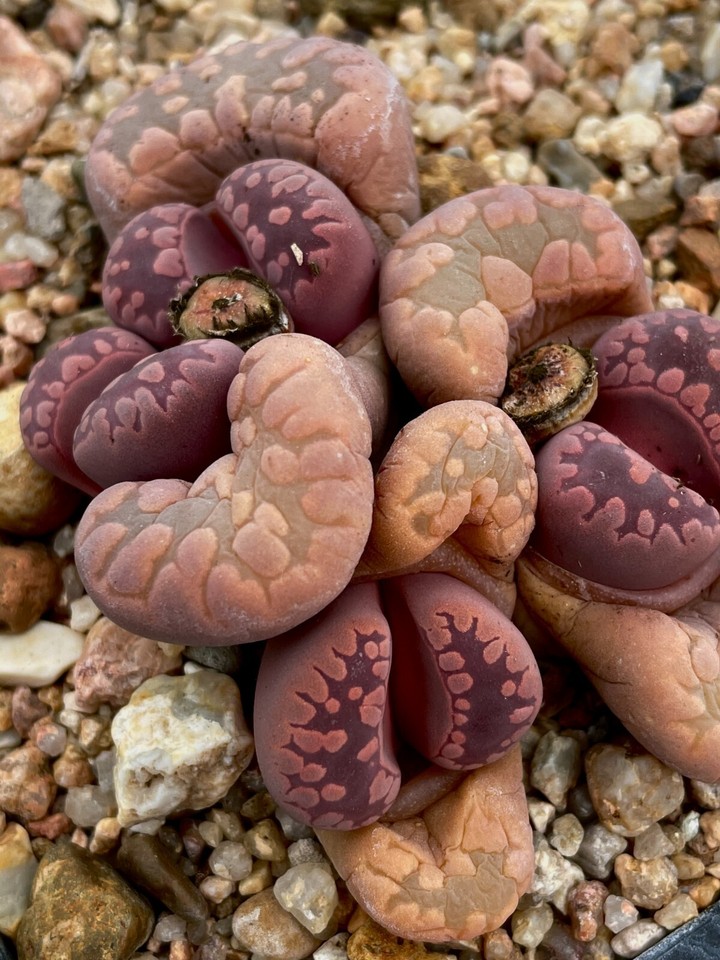 SEEDS - Lithops 0tzeniana 'esky Granat' Cesky Granae 10 seeds | eBay