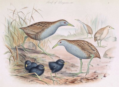 EXTINCT LAYSAN RAIL BIRD GLOSSY POSTER PICTURE PHOTO PRINT BANNER 10474 ...
