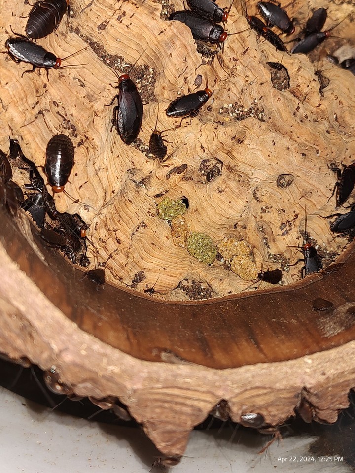 Red Head Roach Nymphs 25+ ( Oxyhaloa Deusta ) | eBay