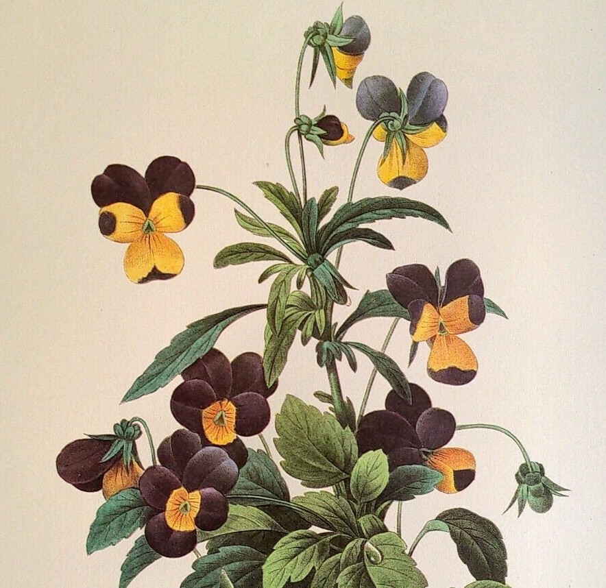 Viola Tricolor Drawing Viola Tricolor Painting By Ruth Hall Fine Art