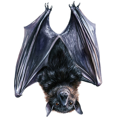 4X 18X18 Autoaufklebe Fledermaus Halloween Aufkleber Wetterfester Vinyl ...