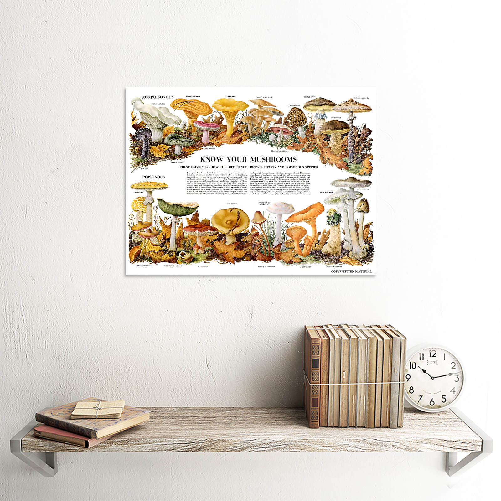 SCIENCE BIOLOGY MYCOLOGY MUSHROOM FUNGUS TOADSTOOL CHART POSTER PRINT ...