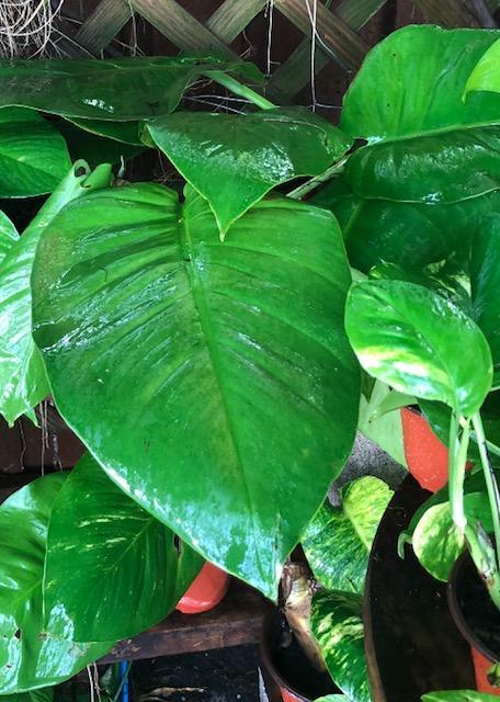 QUEEN JADE PATHOS (RARE) Epipremnum Aureum Jade (1 SML-Medium -Leaves ...