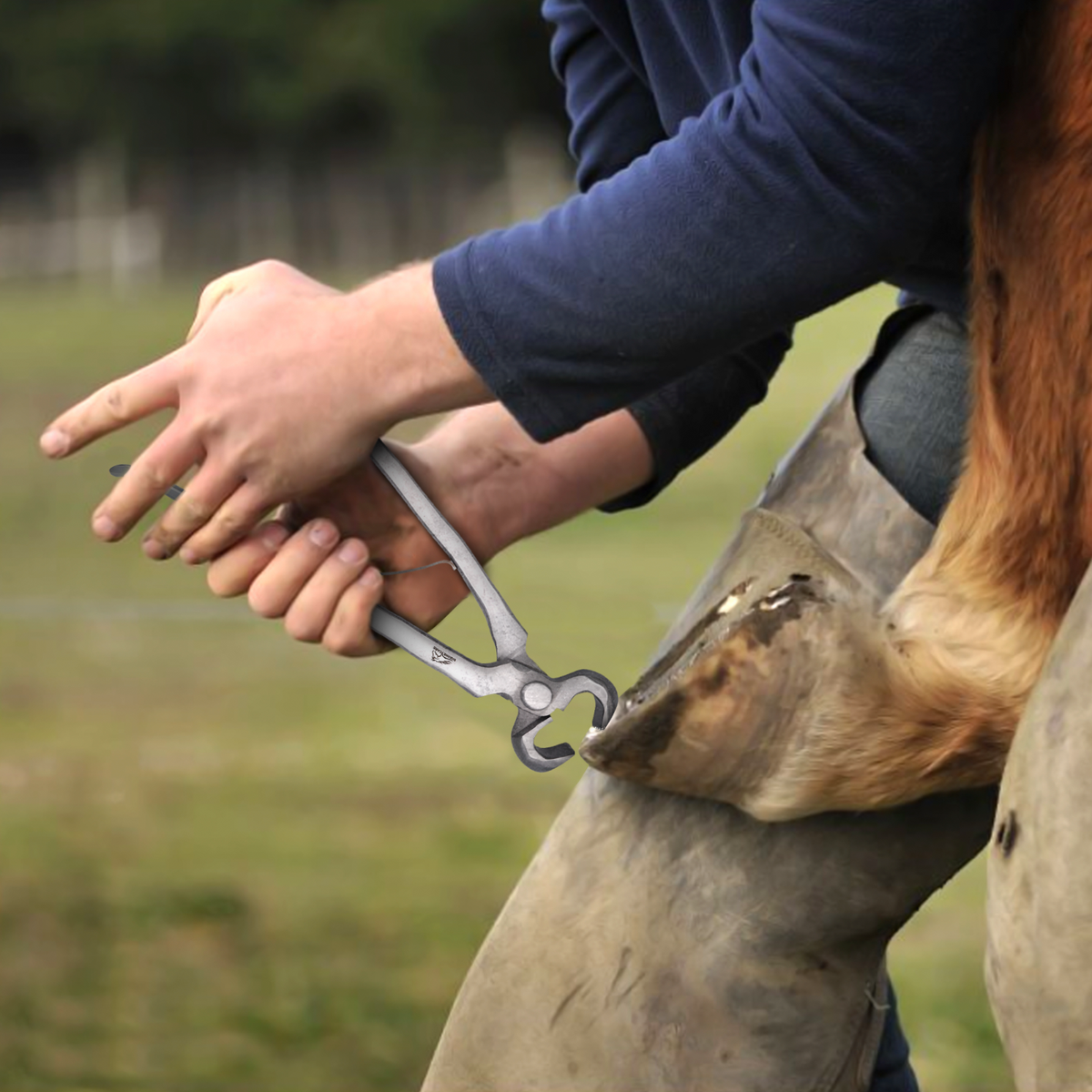 Heller Farrier Hoof Rasp Heller Excel 14in X Heller Excel Farrier Hoof ...